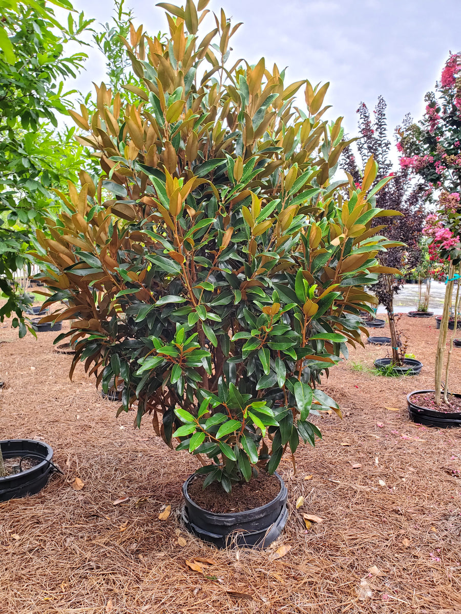 Magnolia Alta – Southern Scapes Nursery