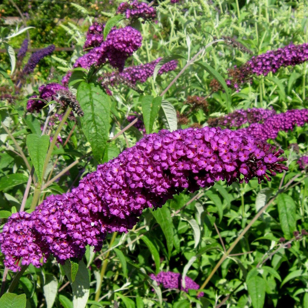 Buddleia Royal Purple – Southern Scapes Nursery