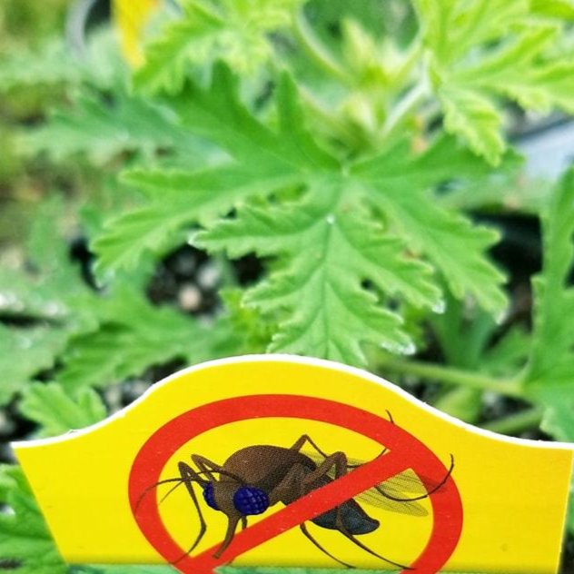 Citronella Mosquito Plant – Southern Scapes Nursery