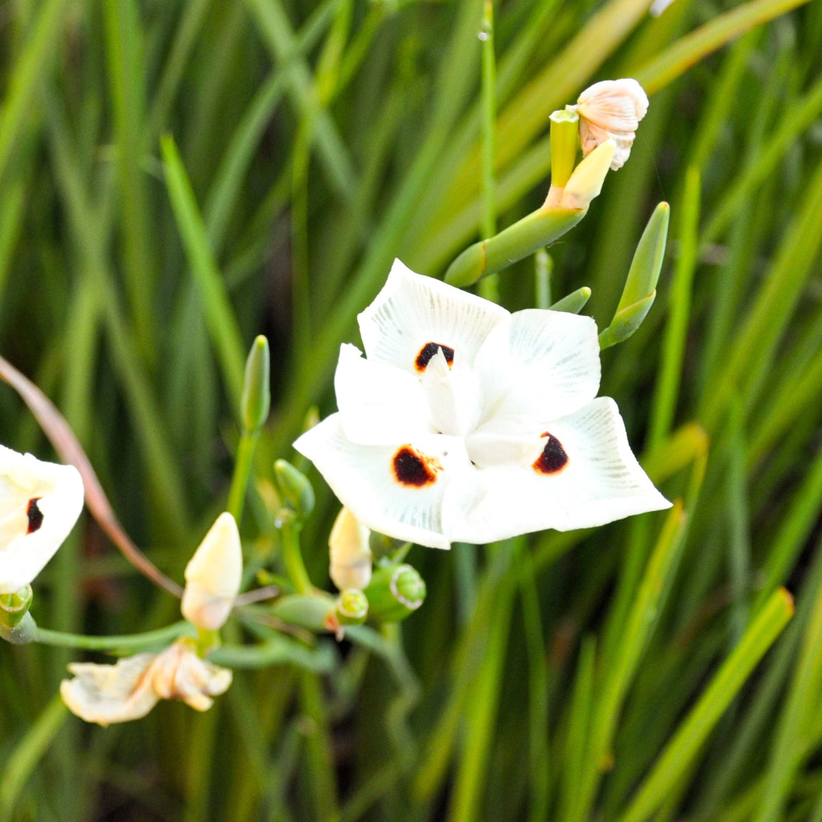 Iris Bi Color – Southern Scapes Nursery