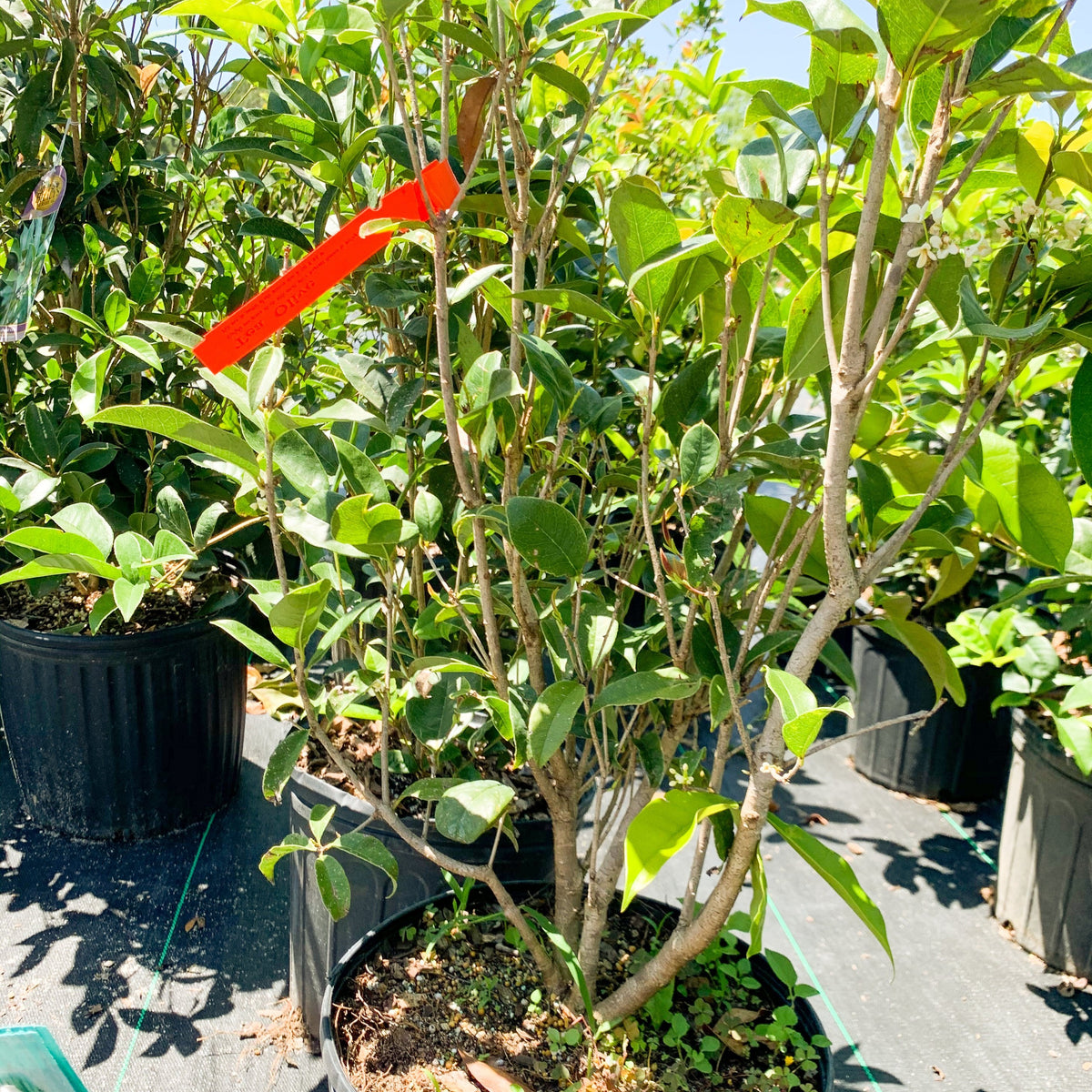 Fragrant Tea Olive – Southern Scapes Nursery