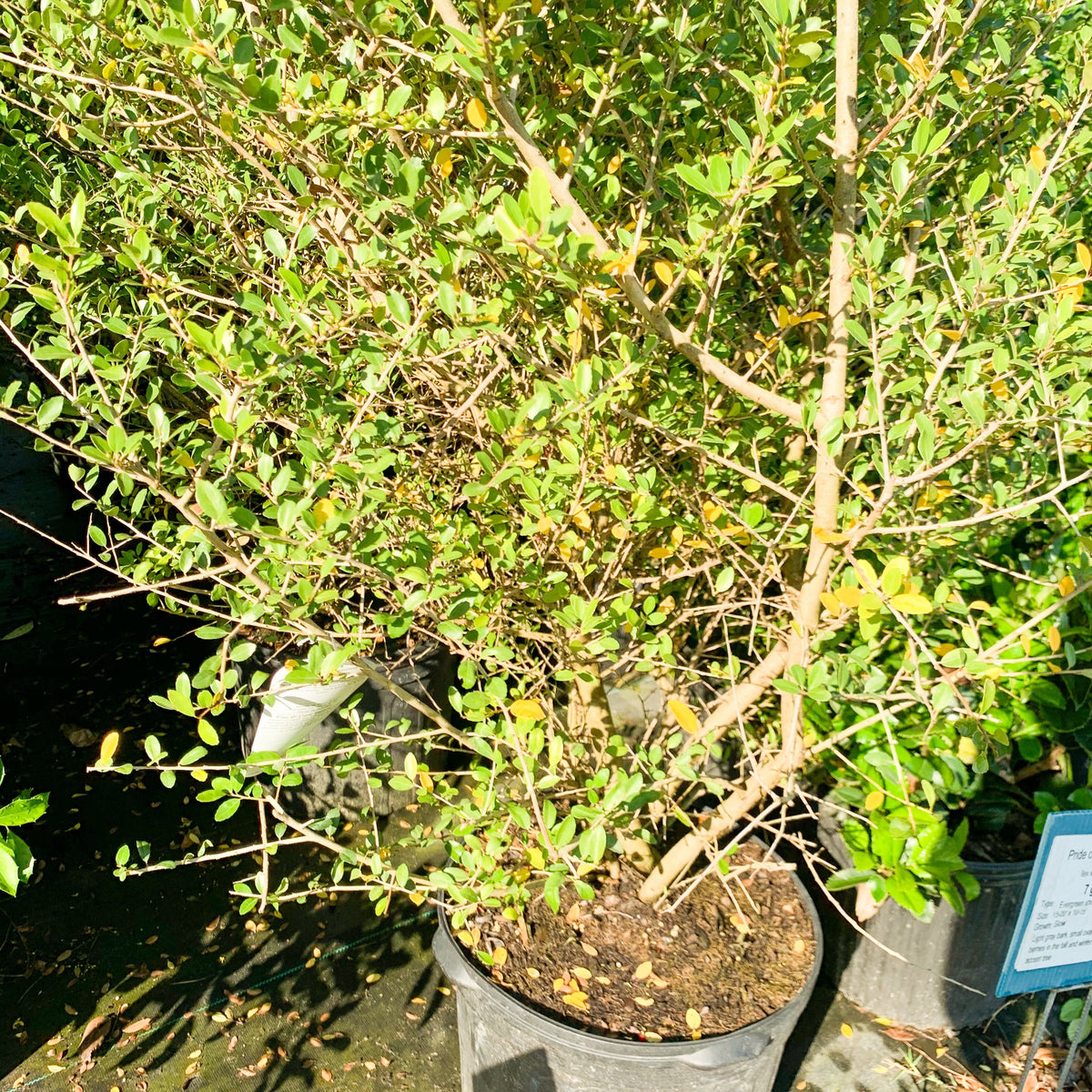 Holly Pride of Houston – Southern Scapes Nursery