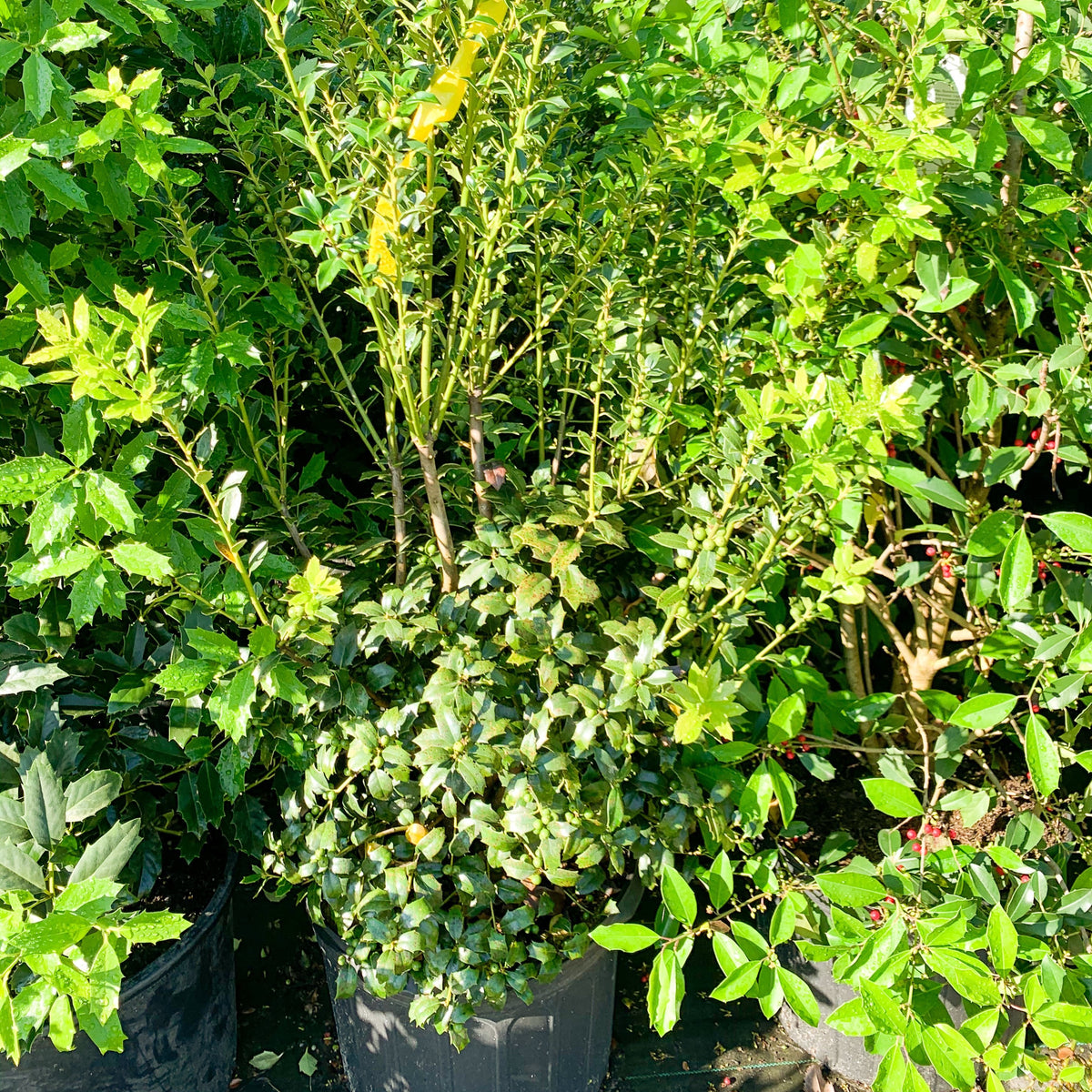 Holly Robin – Southern Scapes Nursery
