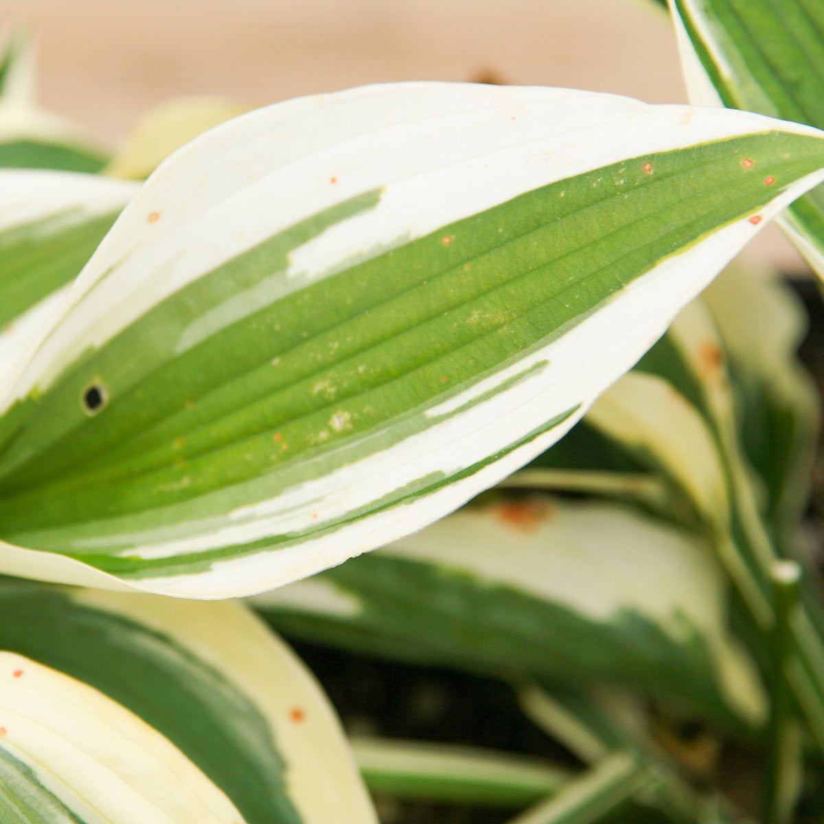 Hosta Patriot – Southern Scapes Nursery