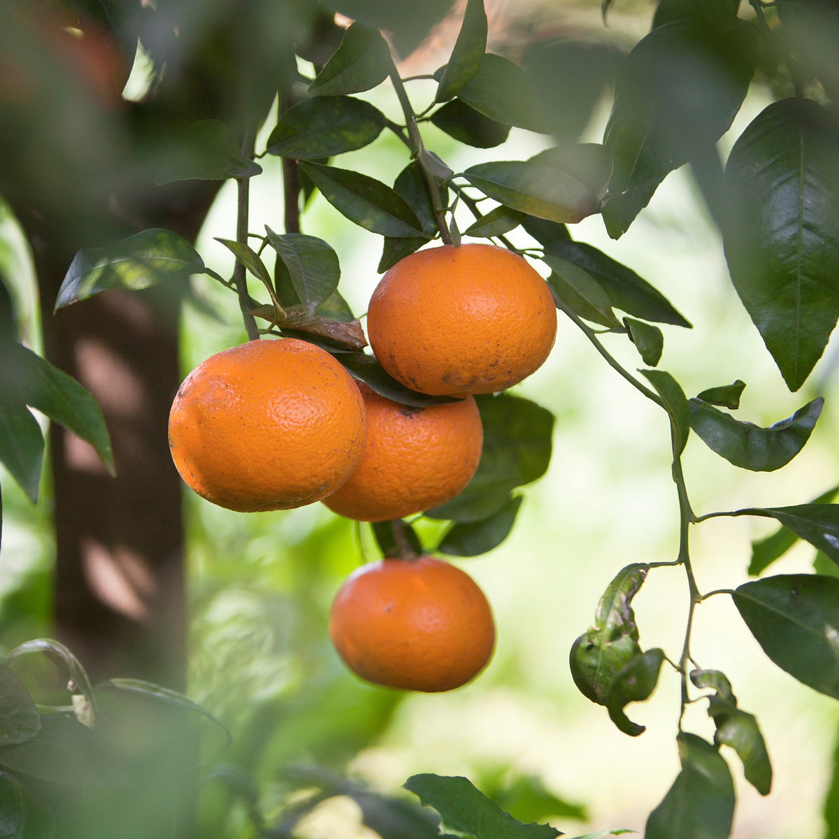 Mandarin Clementine – Southern Scapes Nursery