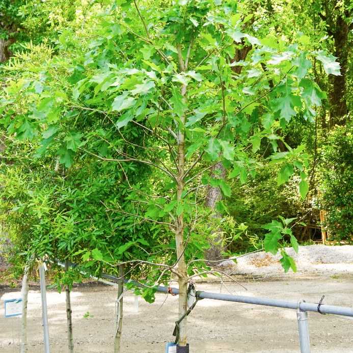 Oak Swamp White – Southern Scapes Nursery
