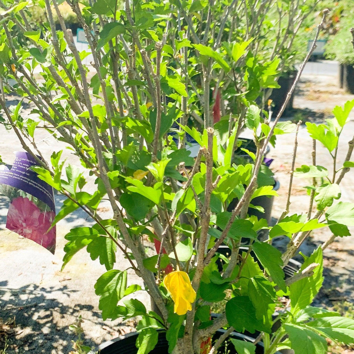 Althea Raspberry Smoothie – Southern Scapes Nursery