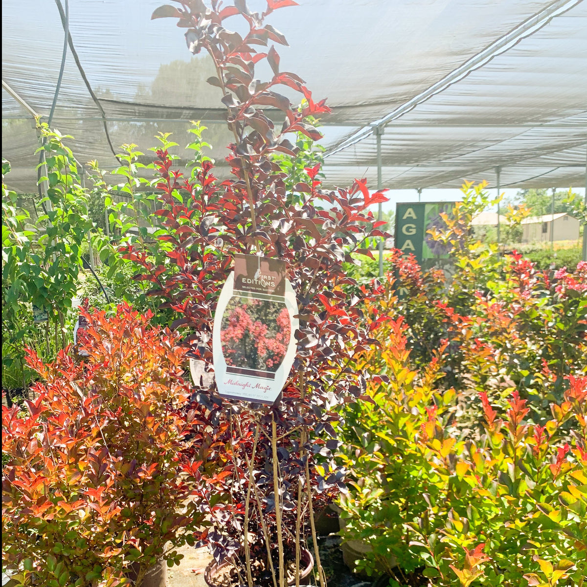Crape Myrtle Moonlight – Southern Scapes Nursery