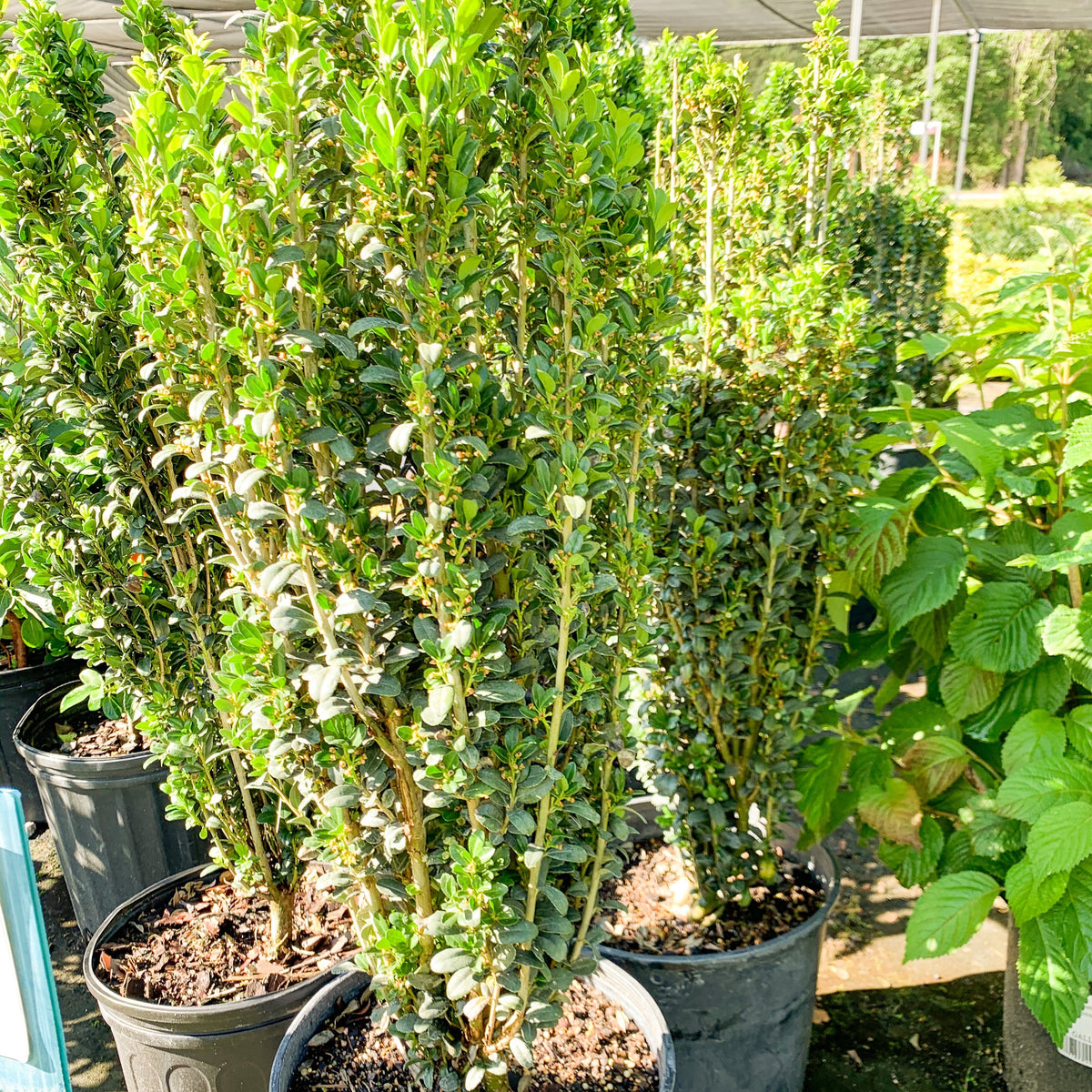 Holly Sky Pencil – Southern Scapes Nursery
