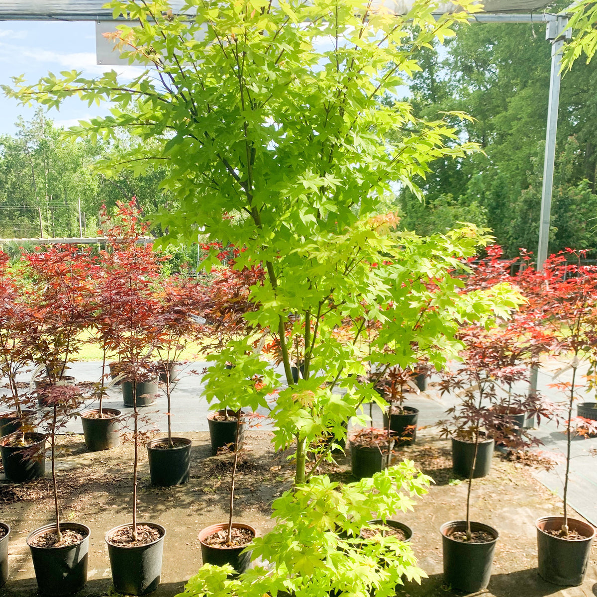 Japanese Maple In Summer Japanese Maple Summer Gold – Southern