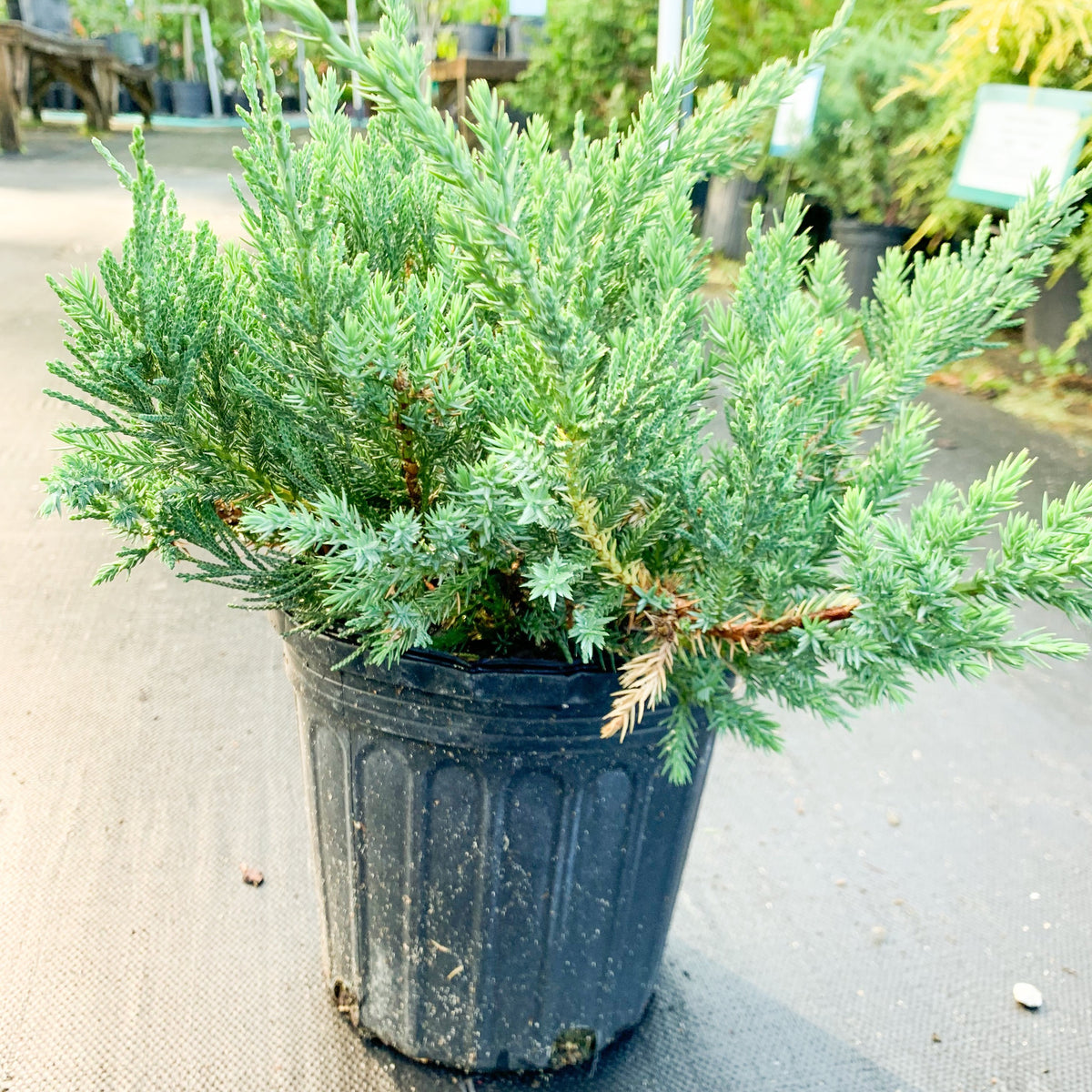 Juniper Parsoni – Southern Scapes Nursery