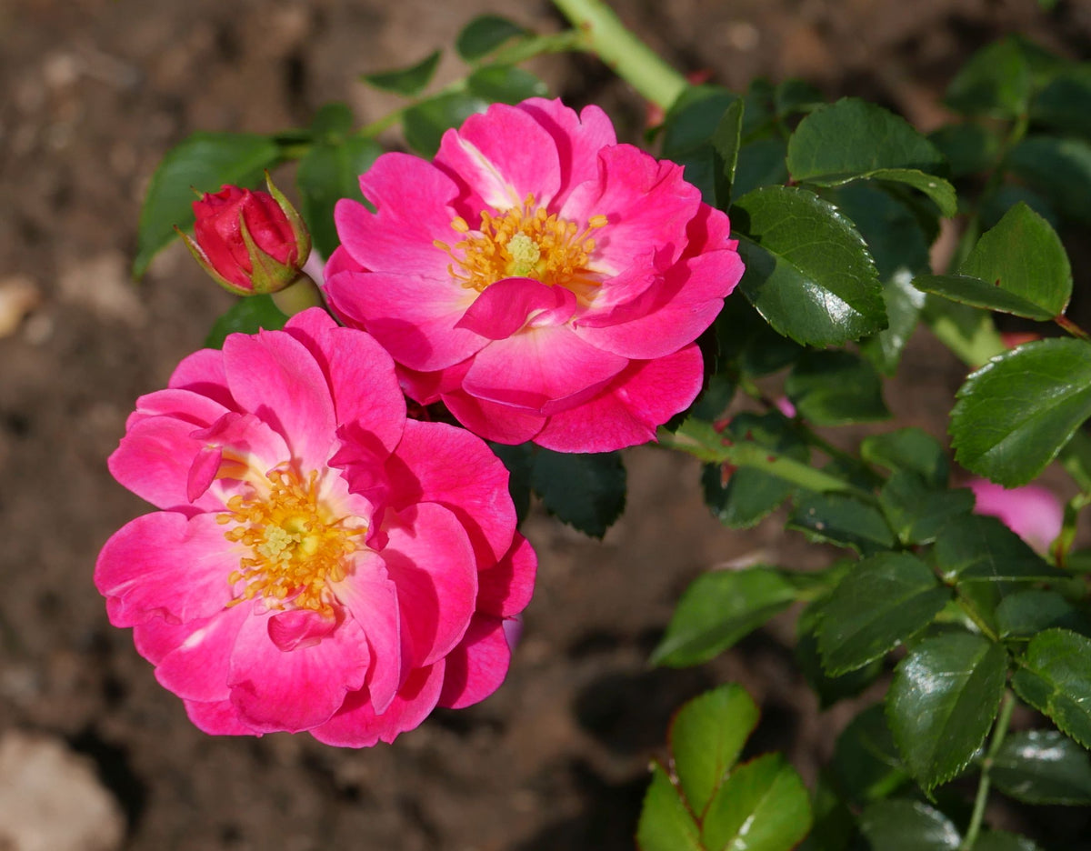 Rose Magic Meidiland – Southern Scapes Nursery