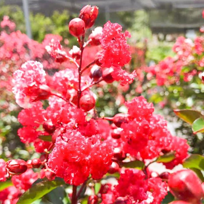 Crape Myrtle Ruffled Red – Southern Scapes Nursery