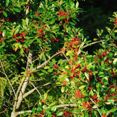 Holly Dahoon – Southern Scapes Nursery